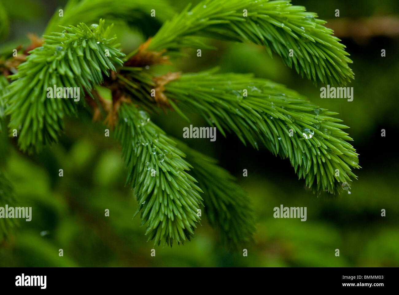 Arbre en sapin Banque de photographies et d’images à haute résolution - Alamy