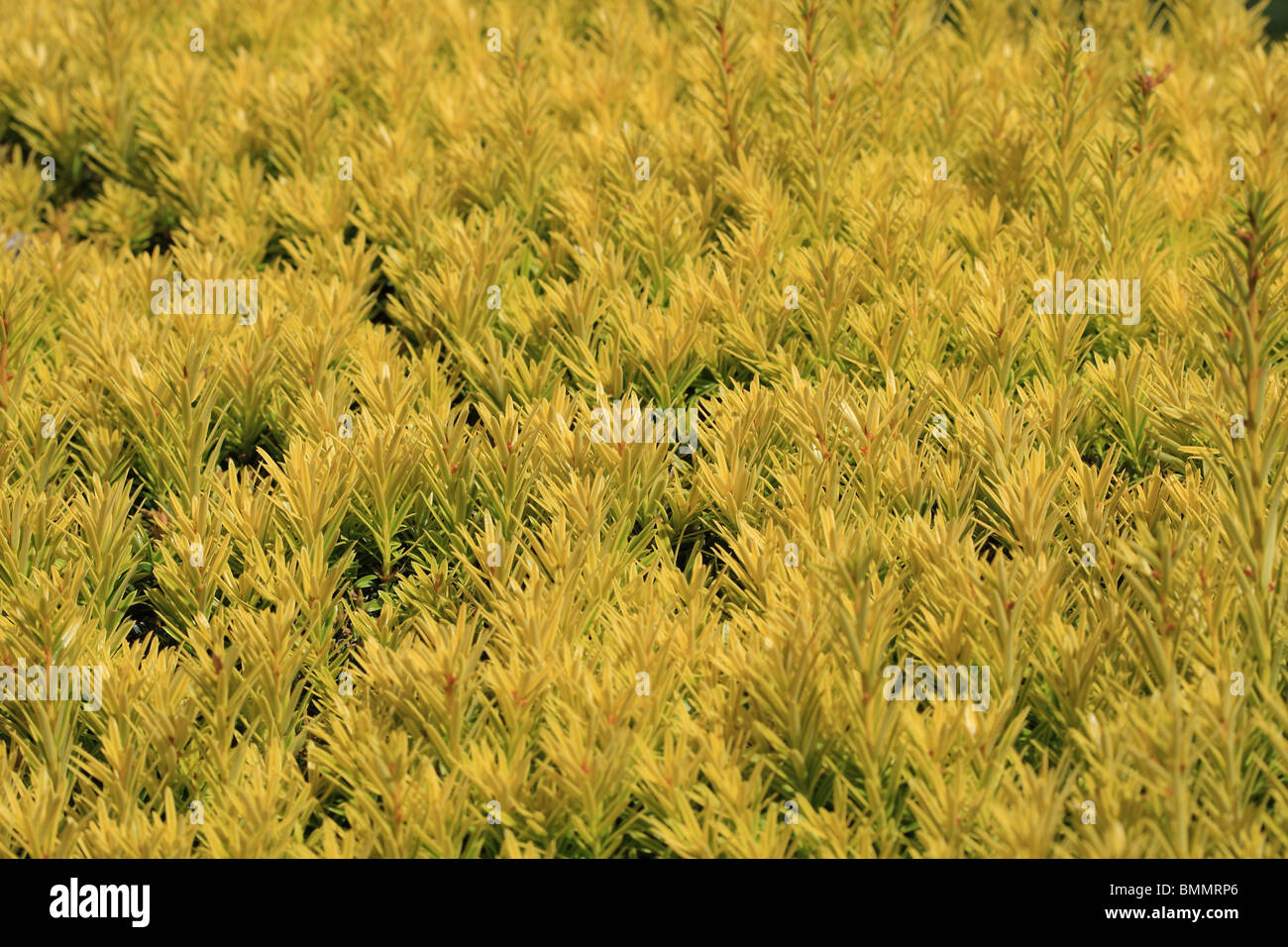 Taxus bacata Banque de photographies et d’images à haute résolution - Alamy