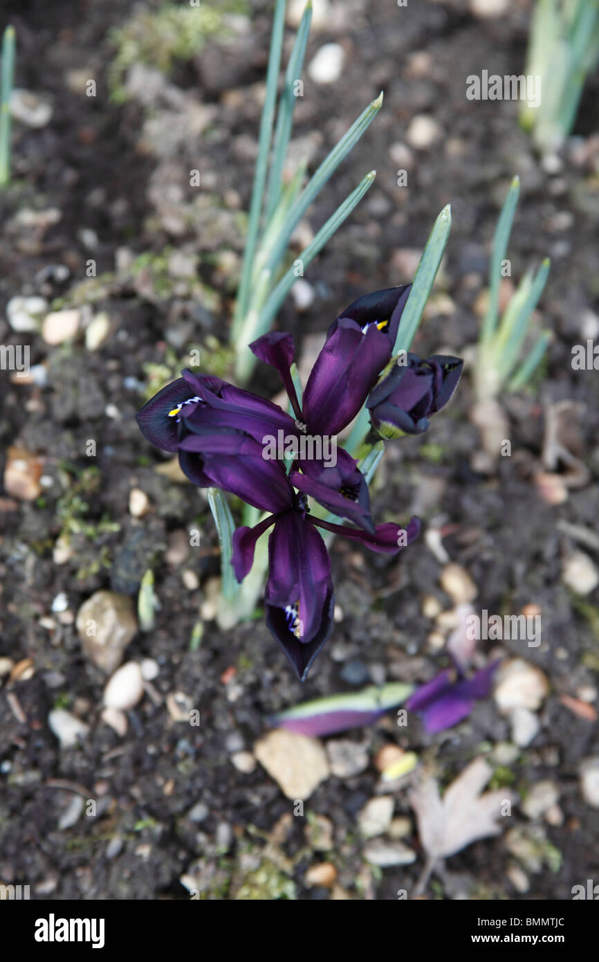 Iris reticulata dijt Banque de photographies et d’images à haute ...