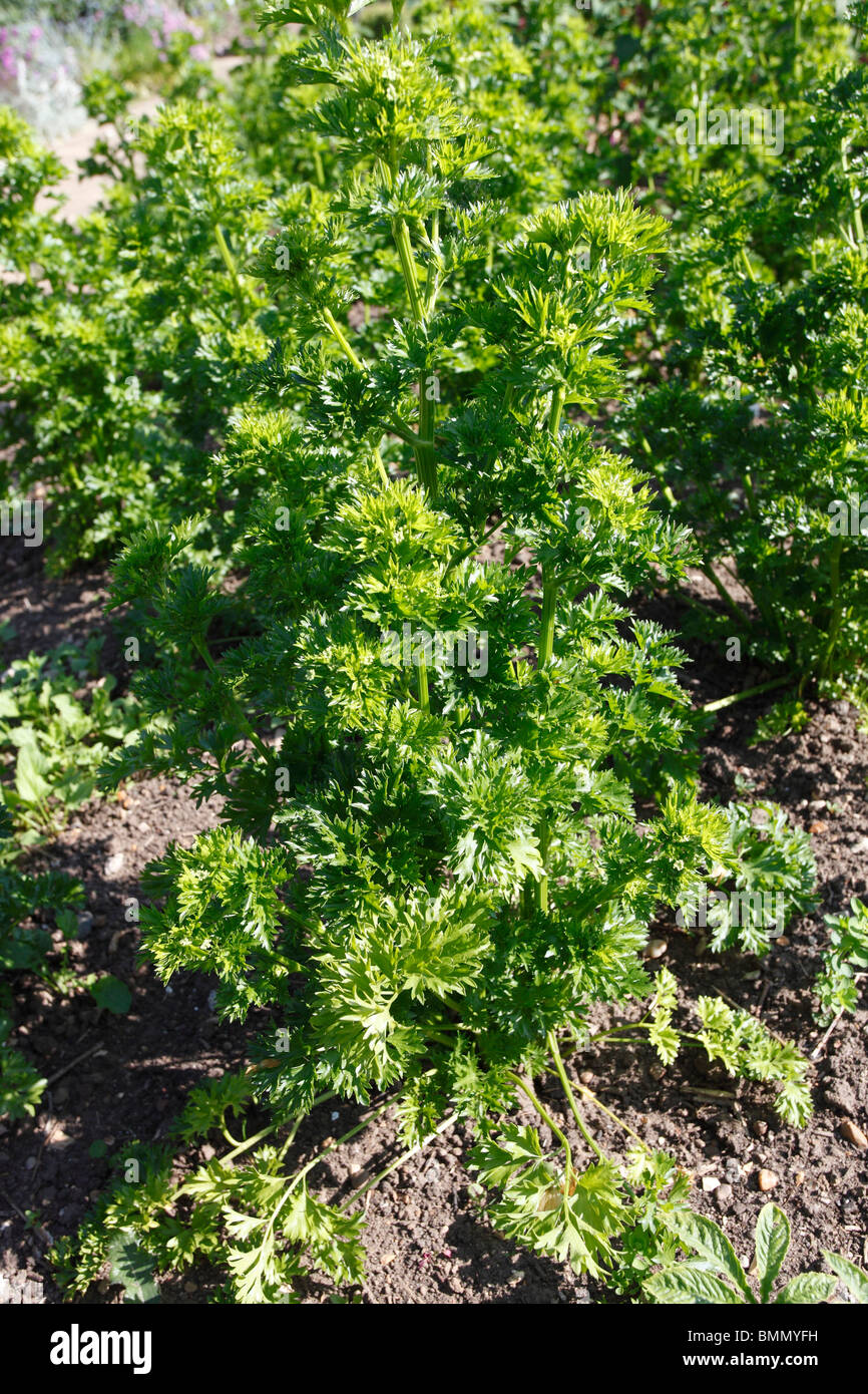 Apium graveolens Banque de photographies et d’images à haute résolution ...