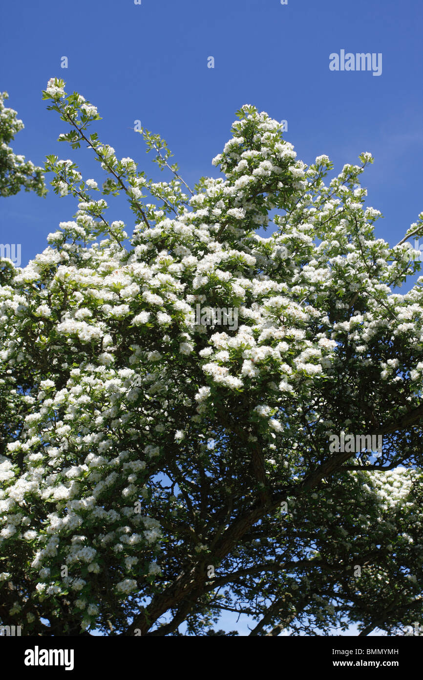 Crataegus orientalis Banque de photographies et d’images à haute ...