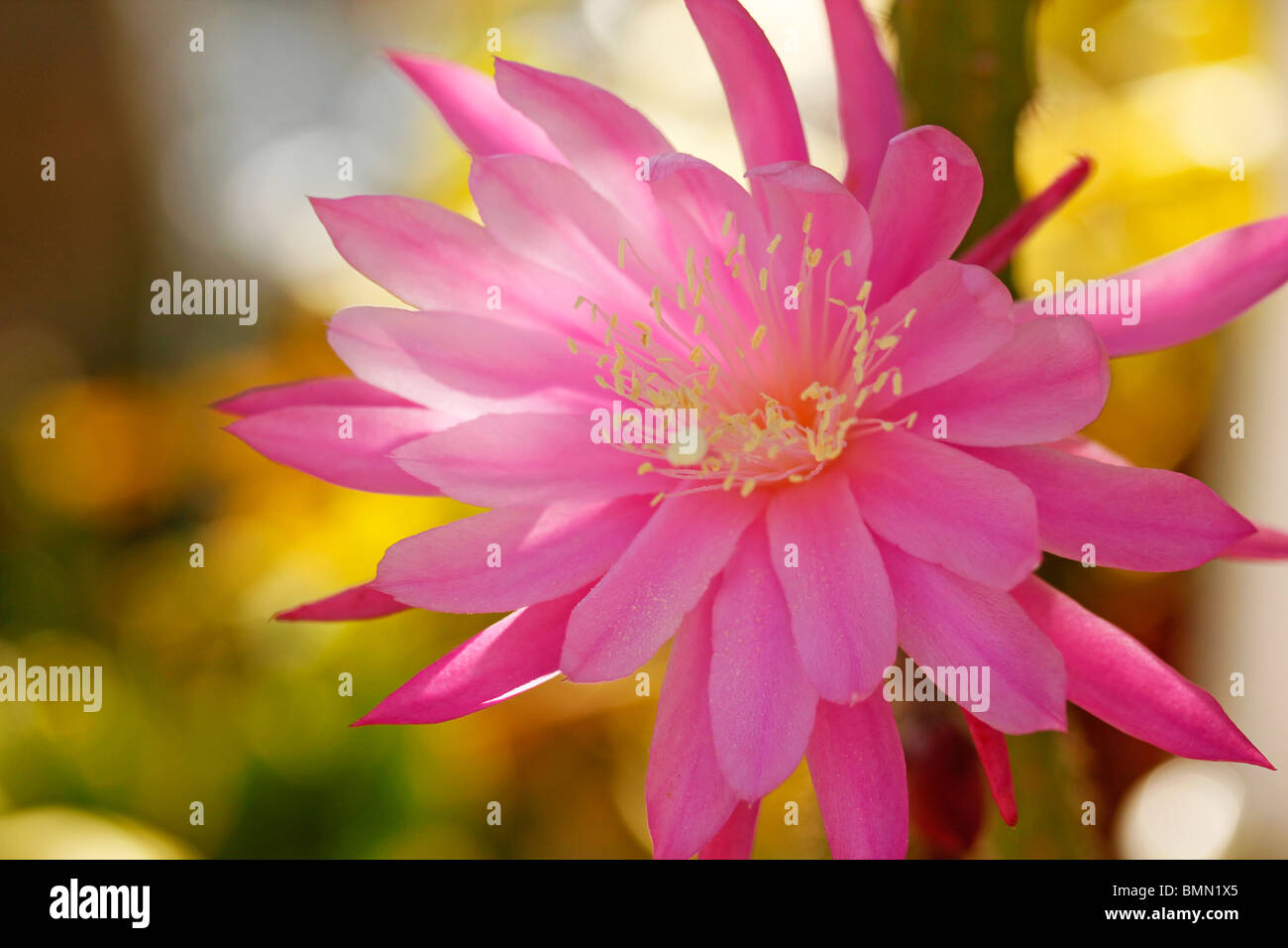 Queue de rat cactus Banque de photographies et d’images à haute ...
