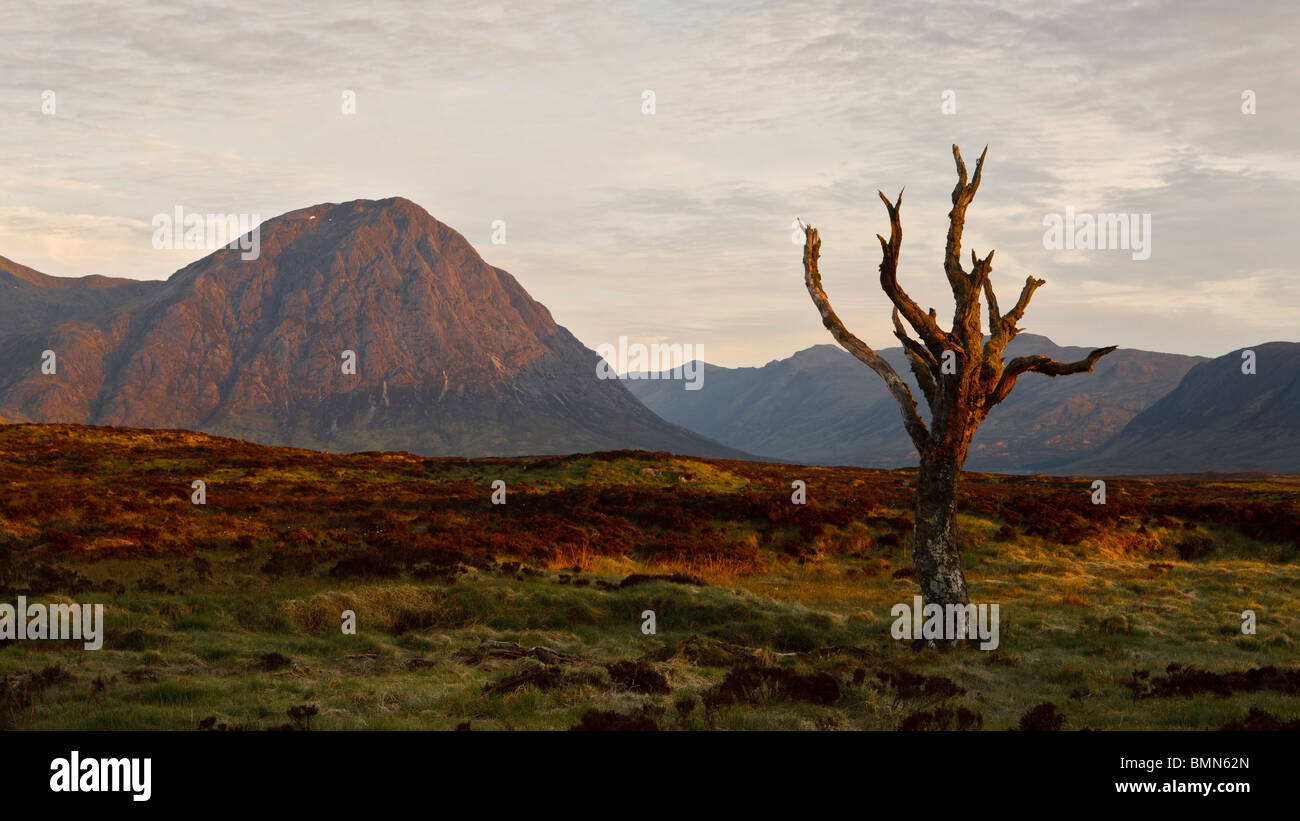 Arbre de rannoch moor Banque de photographies et d’images à haute ...