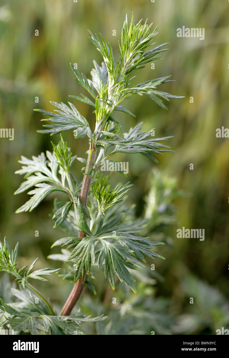 Absinthe plant Banque de photographies et d’images à haute résolution ...