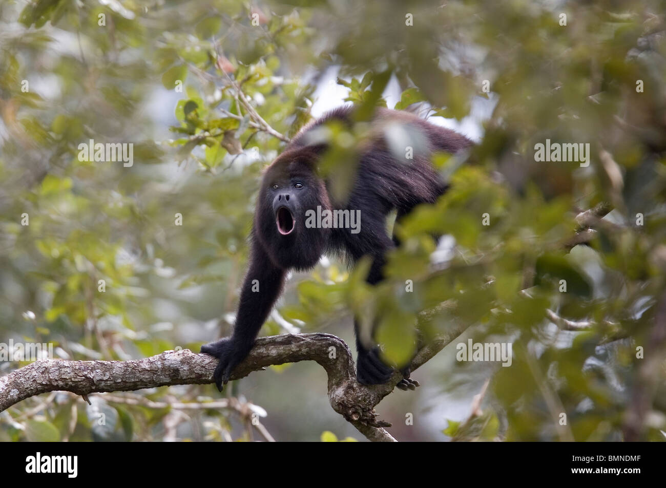 Hurleur Noir Et Or Banque d'image et photos - Alamy