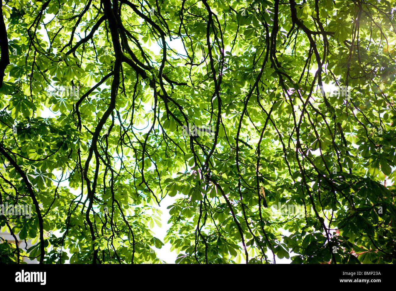 Branches d'arbres conker Banque de photographies et d’images à haute ...