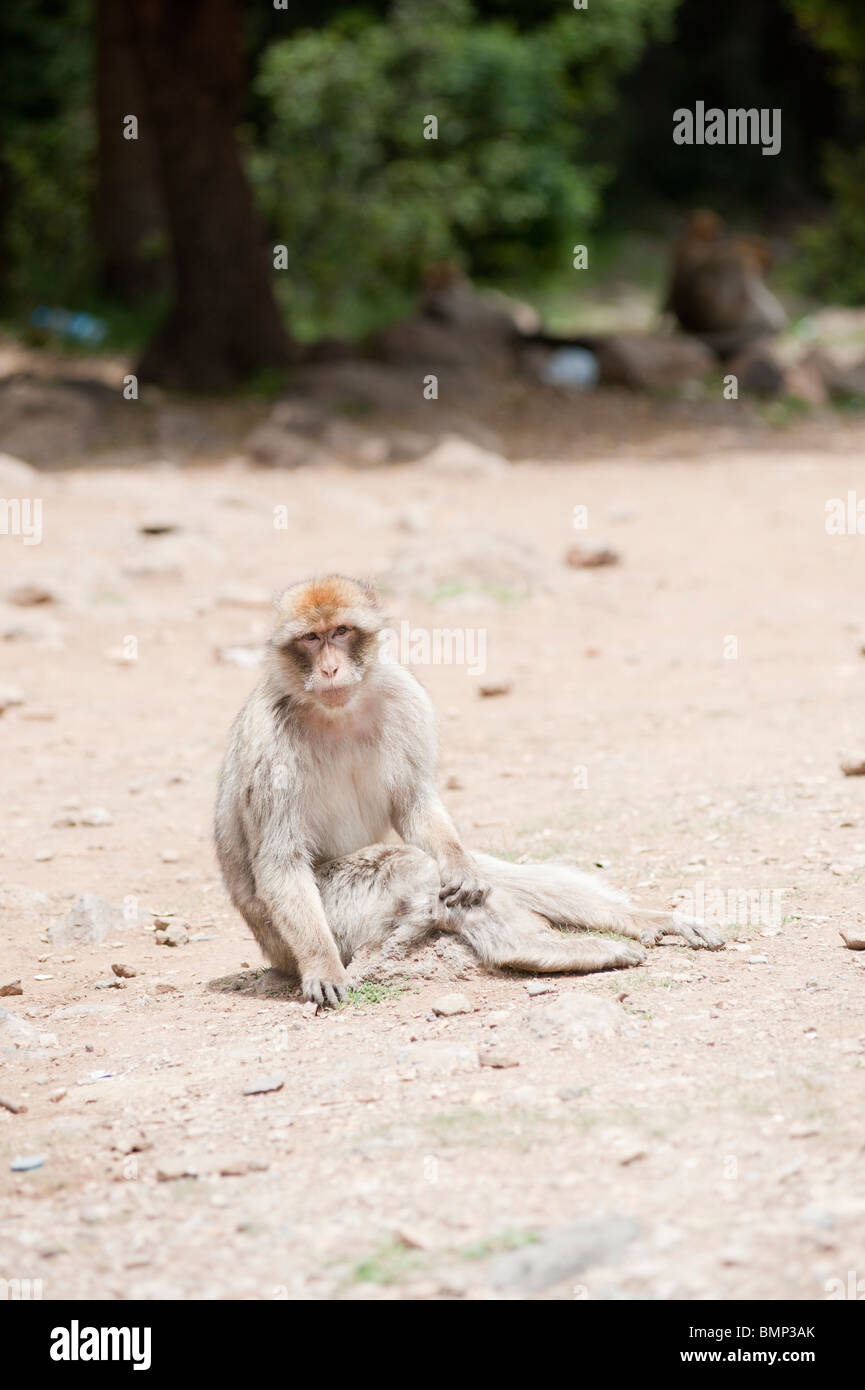 Singe du maroc Banque de photographies et d’images à haute résolution ...