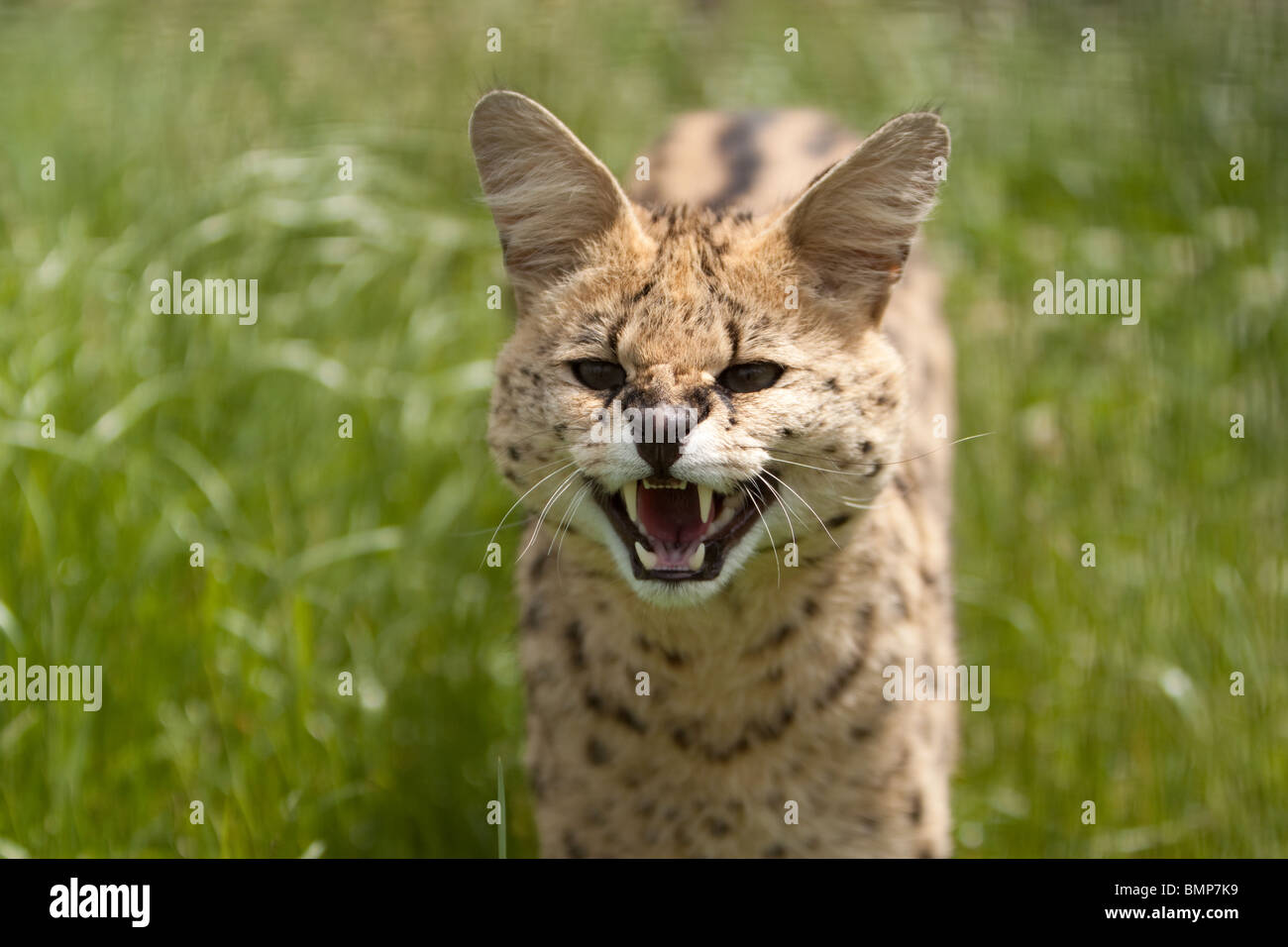 Serval cat Banque de photographies et d’images à haute résolution - Alamy