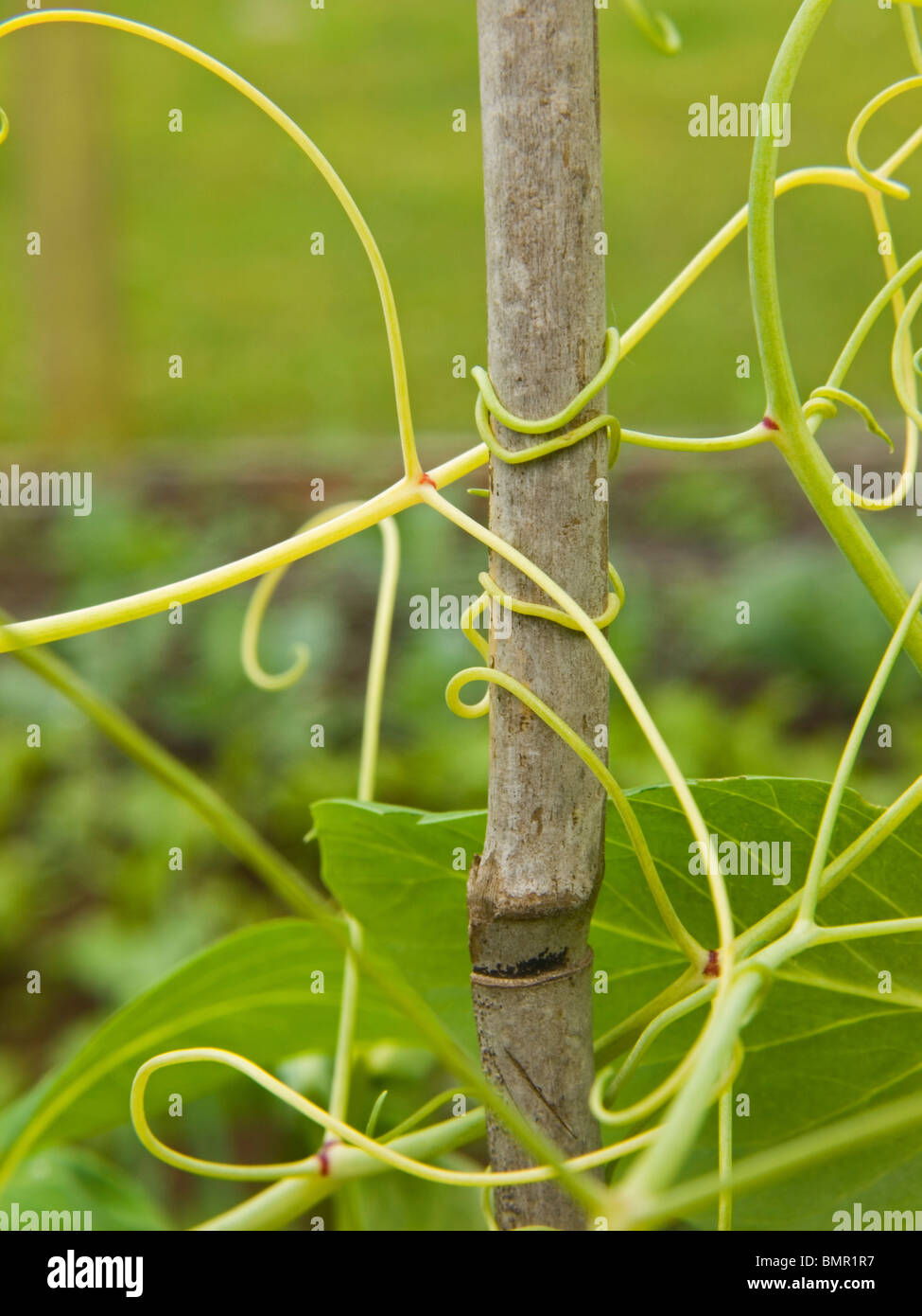 Vrille d'une plante Banque de photographies et d’images à haute ...