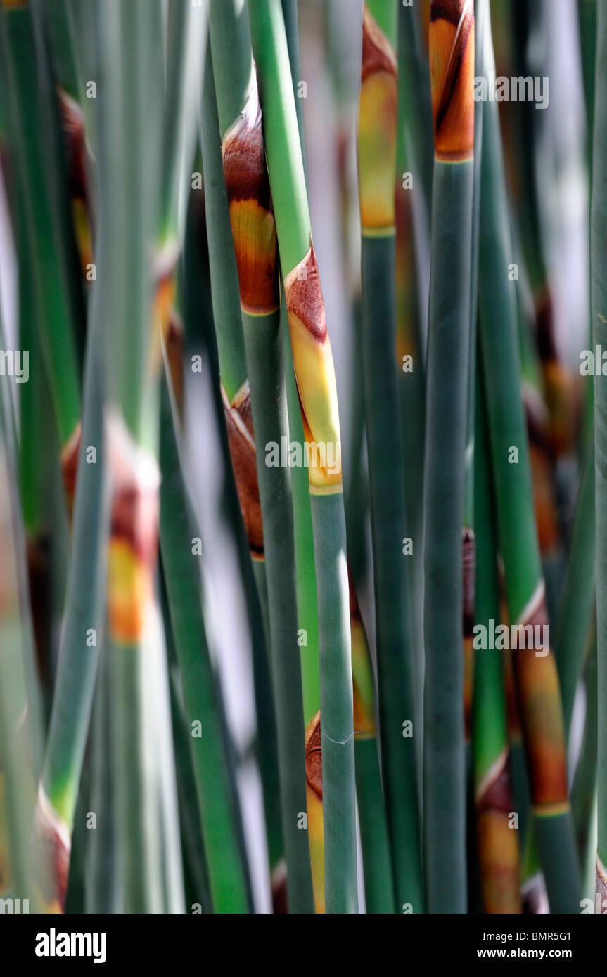 Rhodocoma gigantea restia reed-comme l'usine d'Afrique du Sud pousse ...