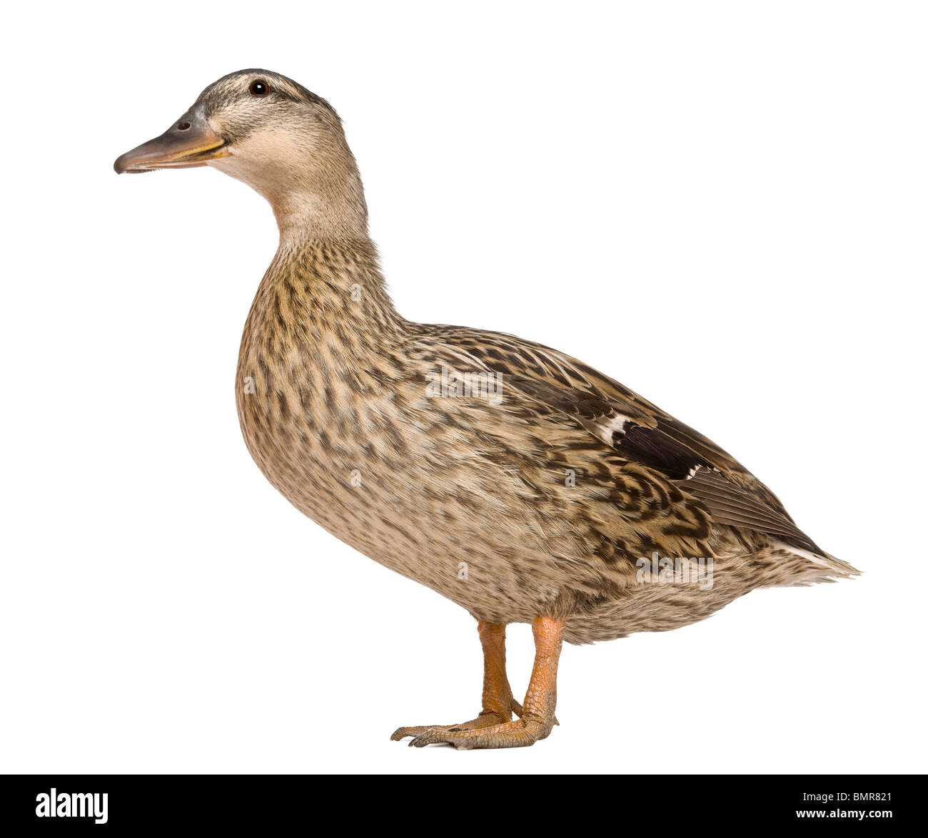 Femelle et jeune canard Banque de photographies et d’images à haute ...