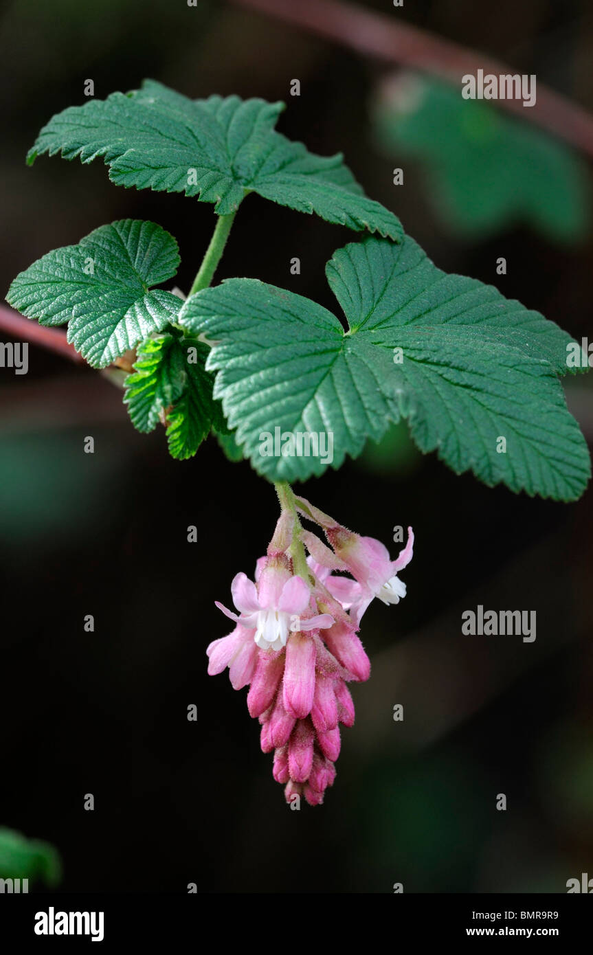 Groseillier à fleurs Ribes sanguineum rouge des fleurs au printemps ...