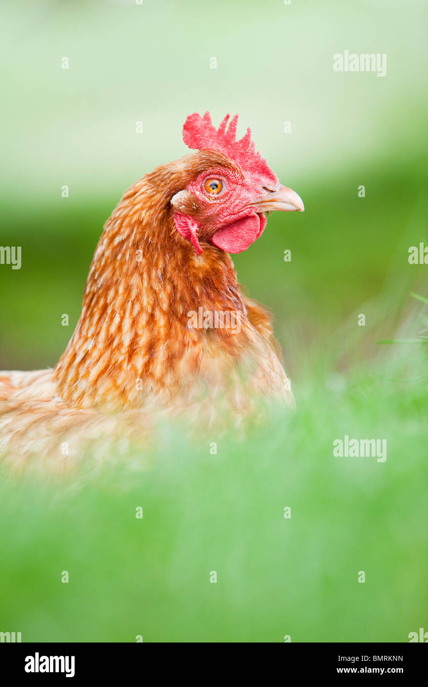 Un hybride de Rhode Island Red Hen poulet (Gallus gallus domesticus ...