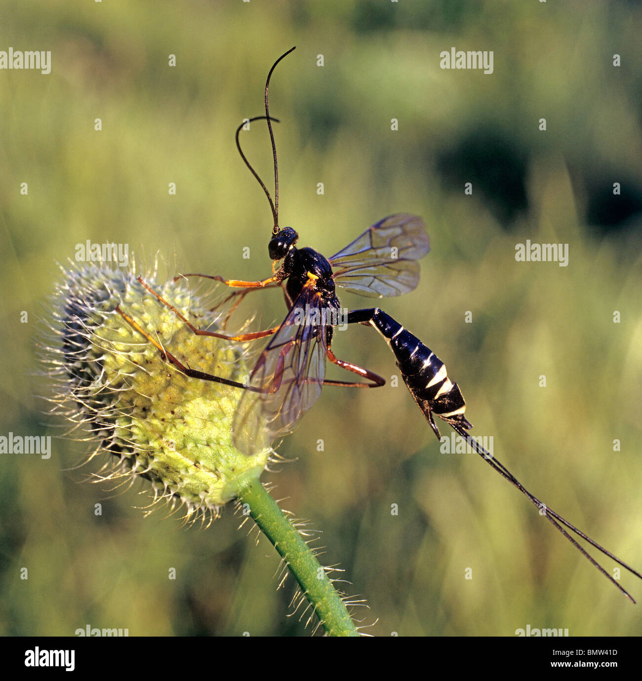 Mouche Ichneumon géant Wasp Wasp, Sabre (Rhyssa persuasoria), adulte ...