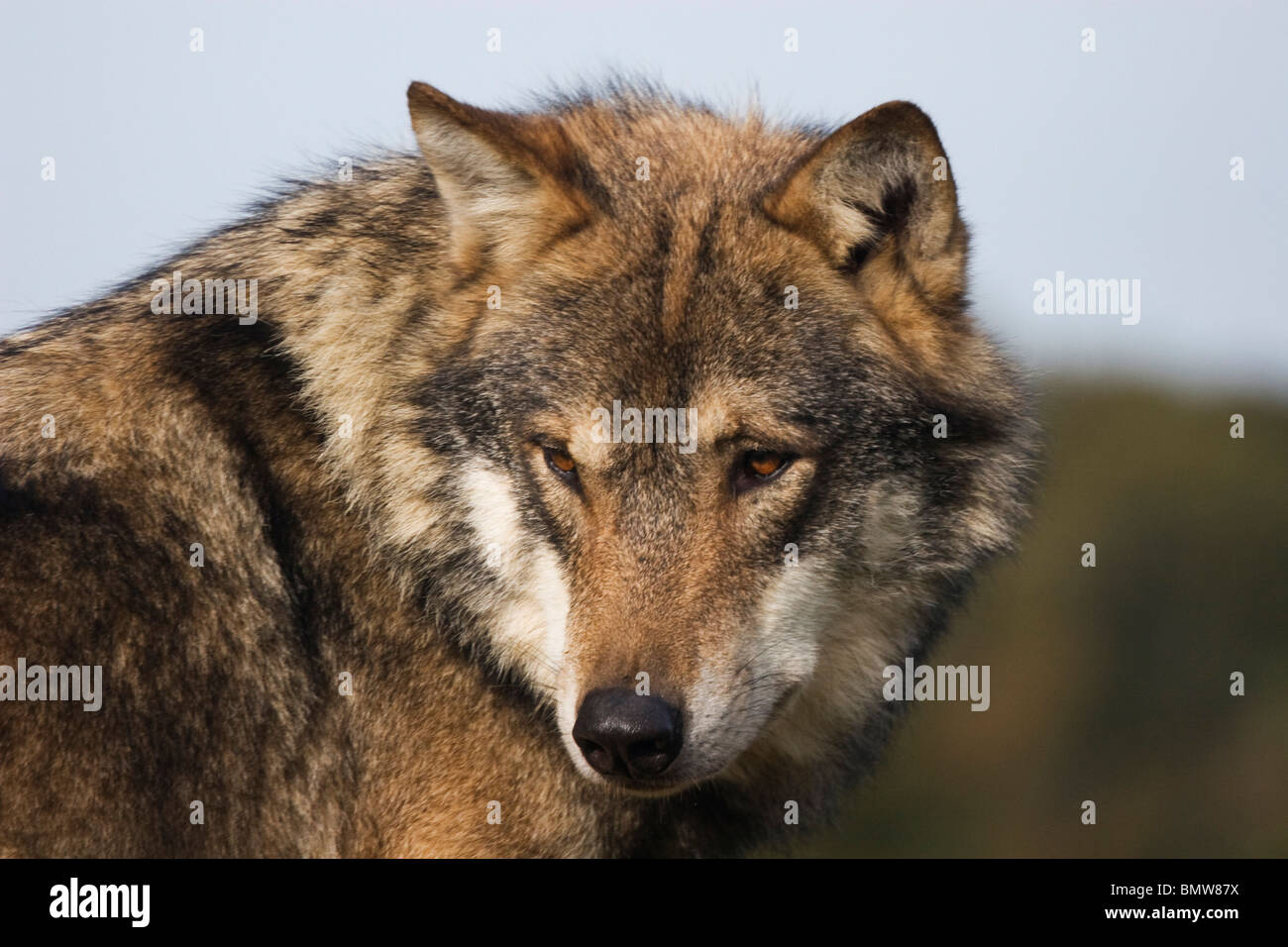 Tete de loup profile Banque de photographies et d’images à haute ...