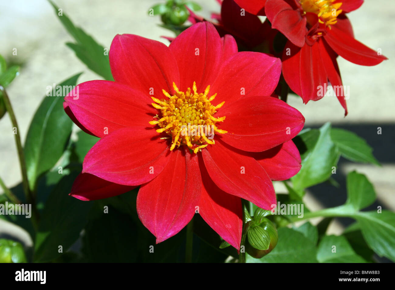 Plante de dahlia rouge Banque de photographies et d’images à haute ...
