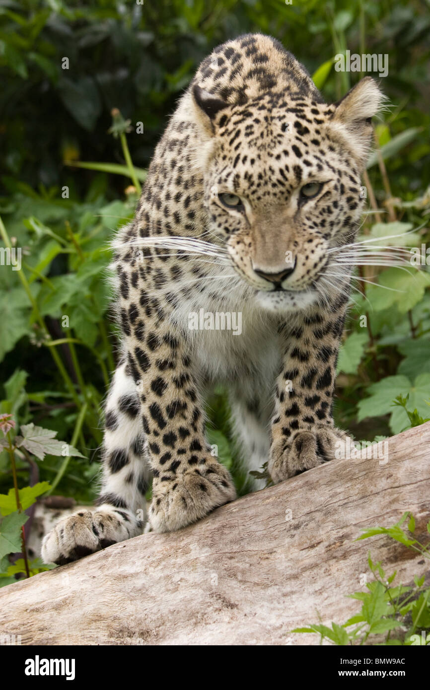Manchurian leopard Banque de photographies et d’images à haute ...