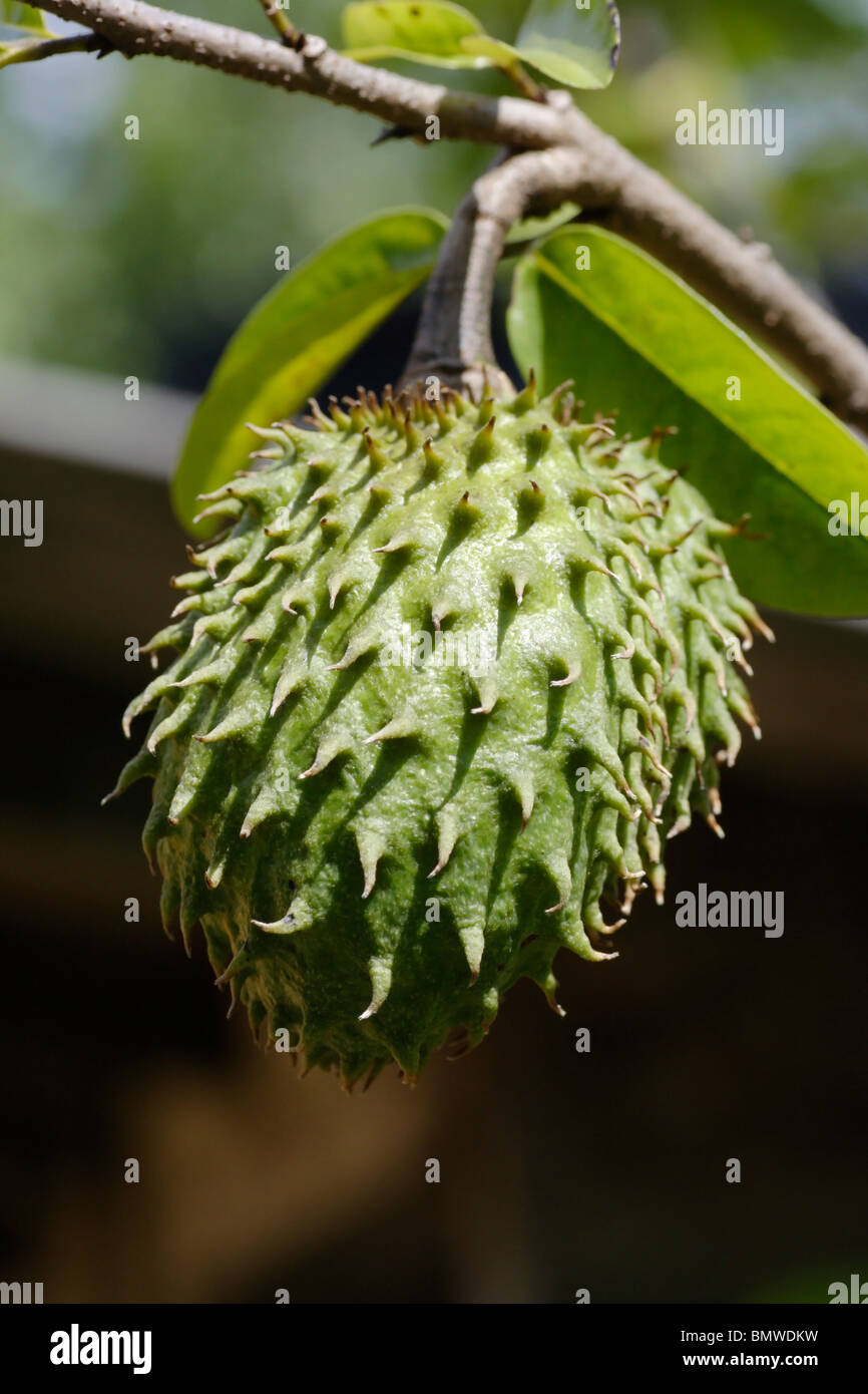 Le corossol Banque de photographies et d’images à haute résolution - Alamy