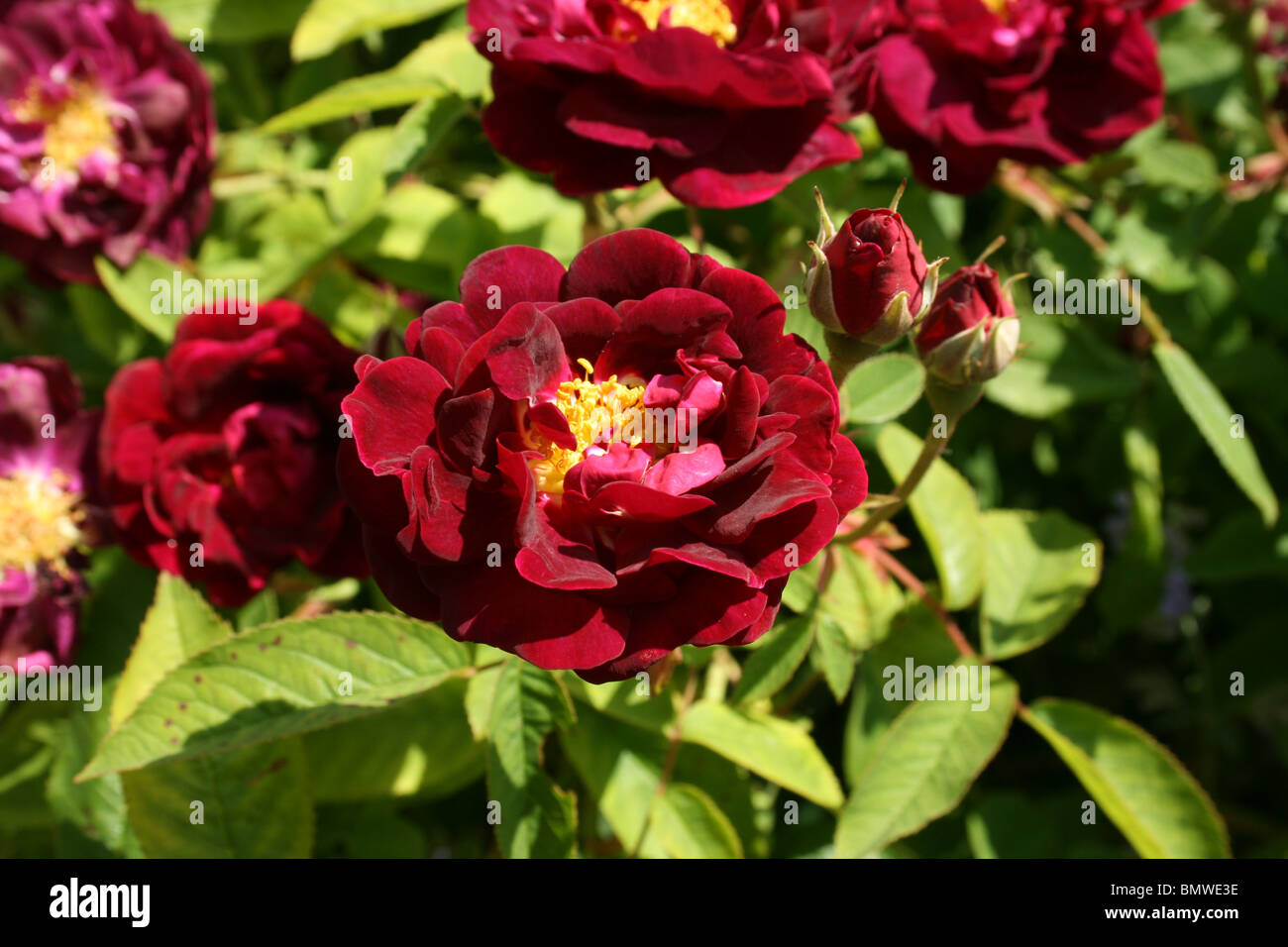 Gallicas Banque de photographies et d’images à haute résolution - Alamy