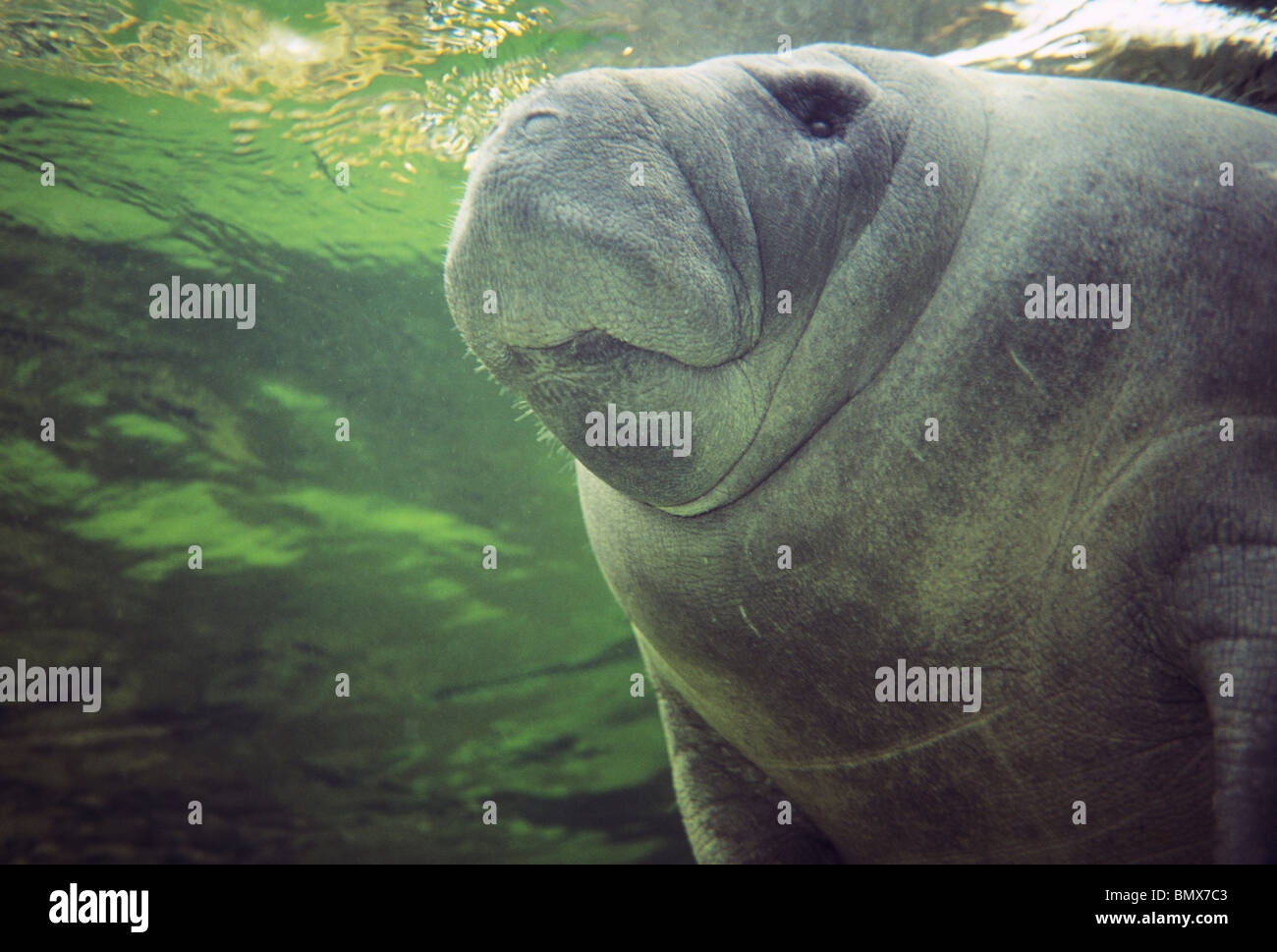 Lamantin des Caraïbes (Trichechus manatus), une espèce en voie d ...