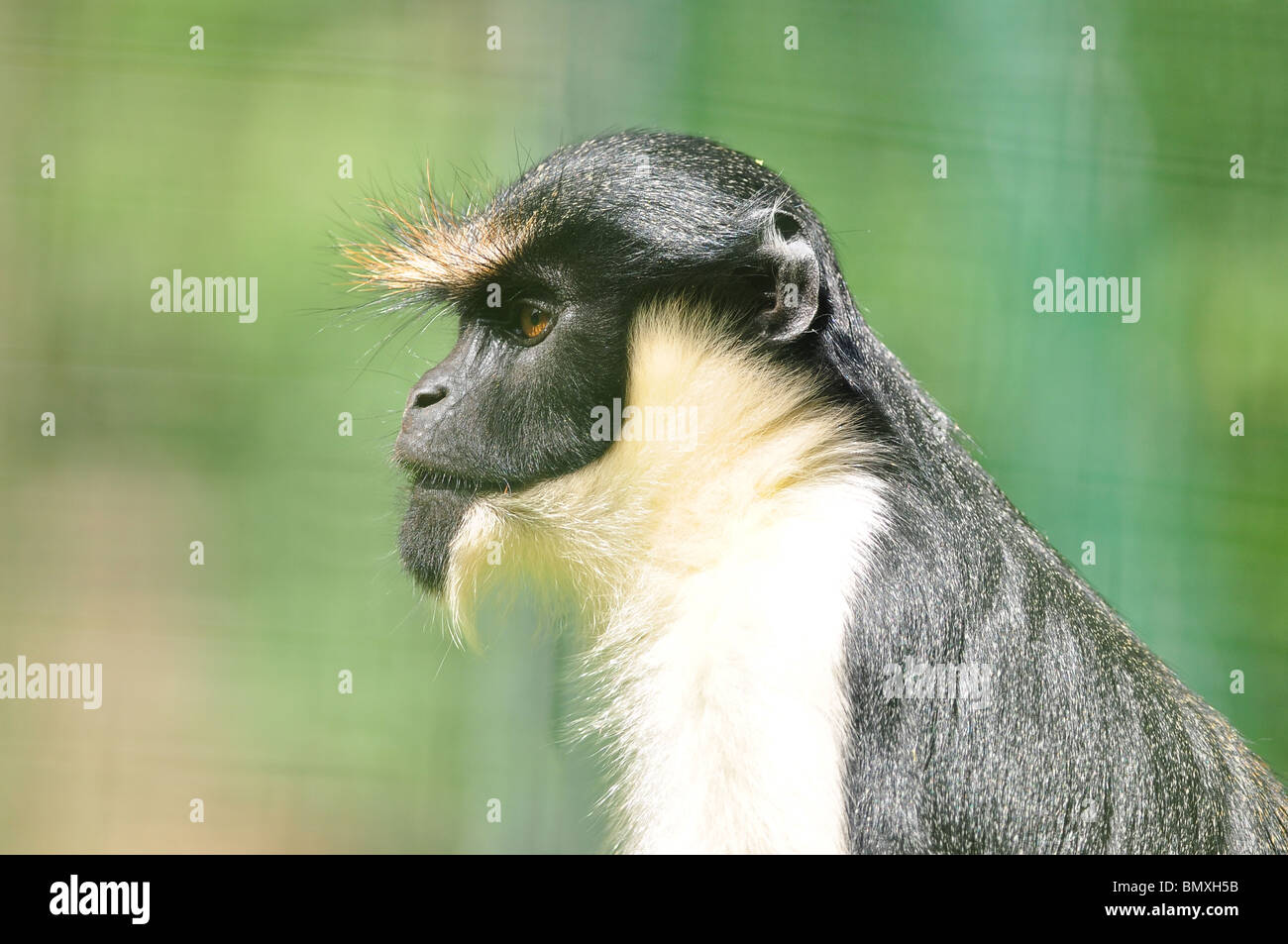 Diana monkey Banque de photographies et d’images à haute résolution - Alamy