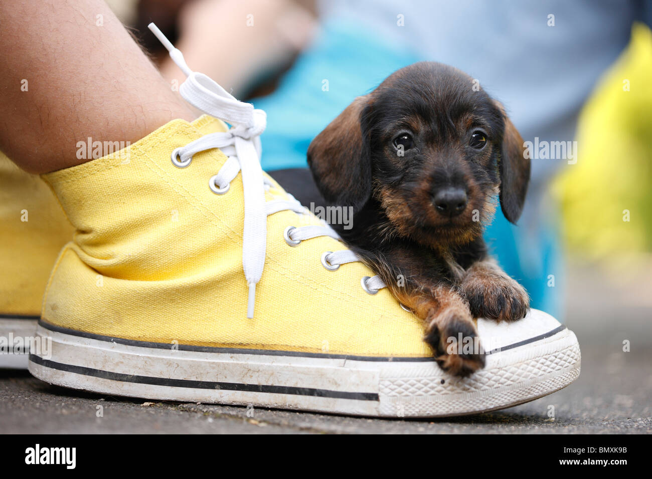 Teckel à poil dur, chien saucisse à poil dur, chien domestique (Canis ...
