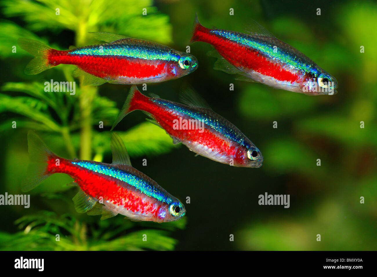 Cardinal tetra paracheirodon axelrodi Banque de photographies et d ...