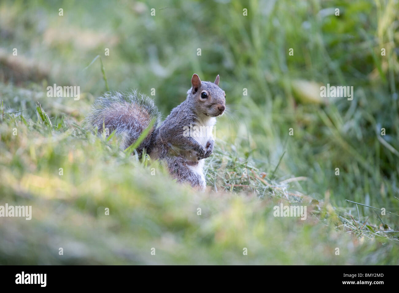 Land mammals Banque de photographies et d’images à haute résolution - Alamy