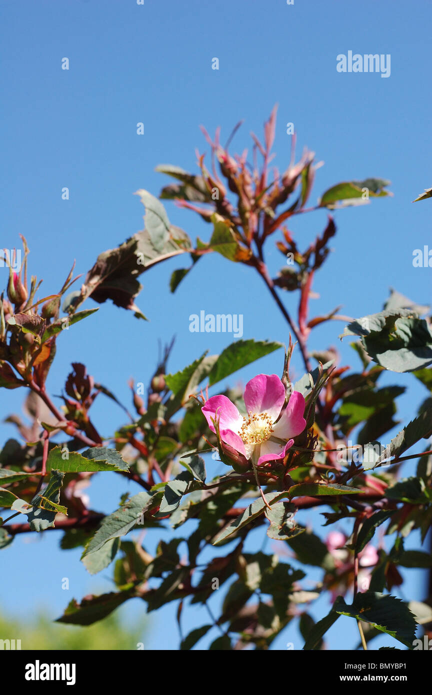 Rosa glauca Banque de photographies et d’images à haute résolution - Alamy
