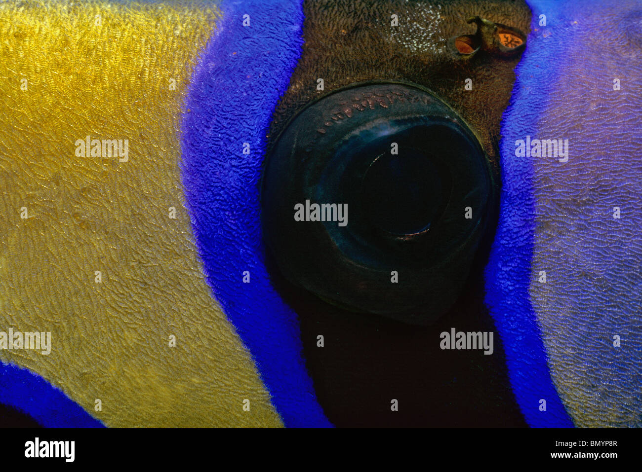 Poissons ange empereur (Pomacanthus imperator) -L'Œil. Egypte - Mer ...