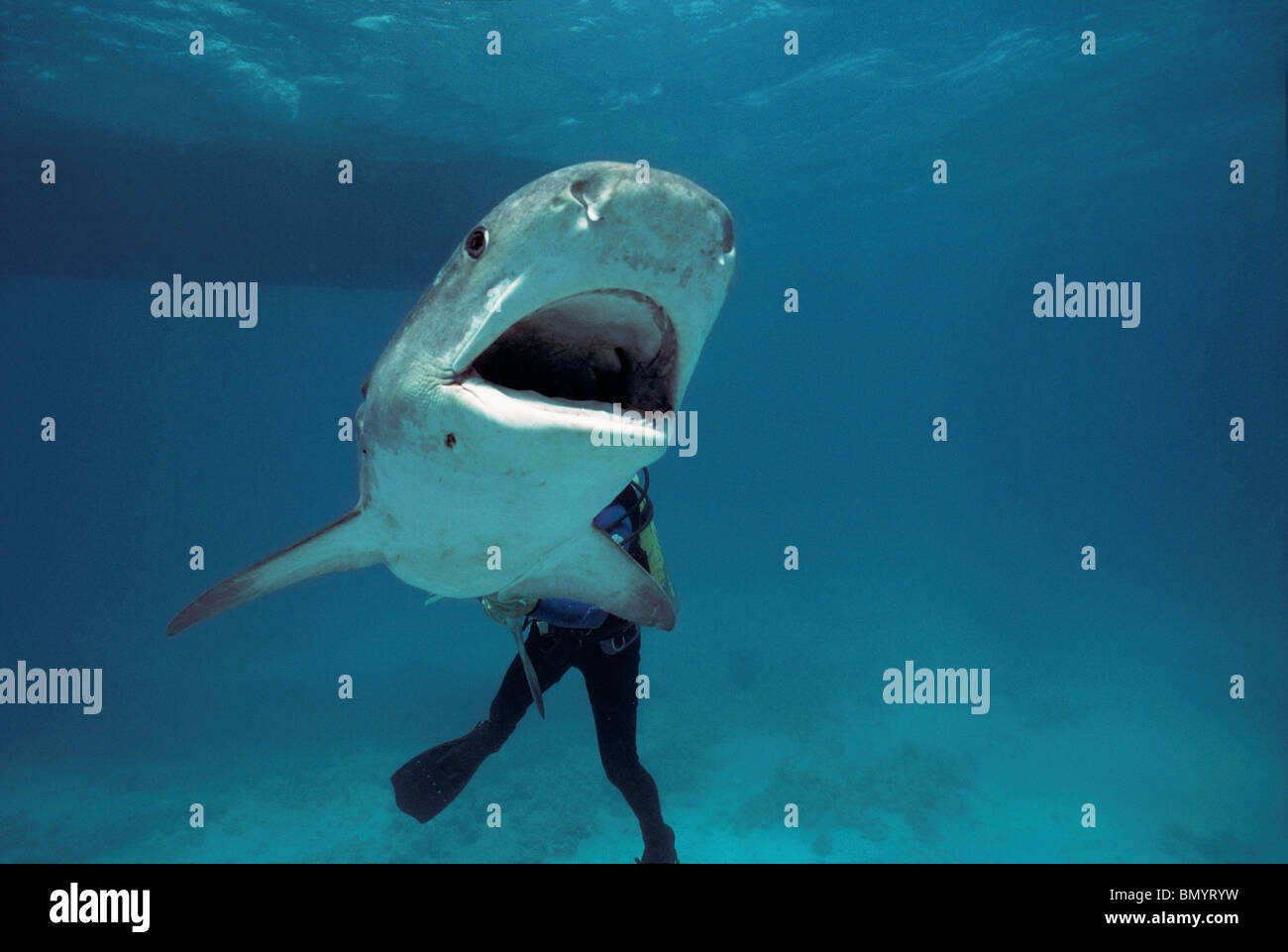 Squale requin Banque de photographies et d’images à haute résolution ...