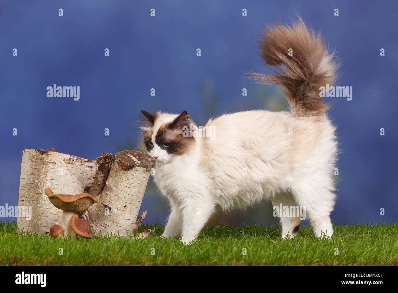 Neva Masquarade, seal-tortie-point-blanc / chat des forêts sibériennes ...