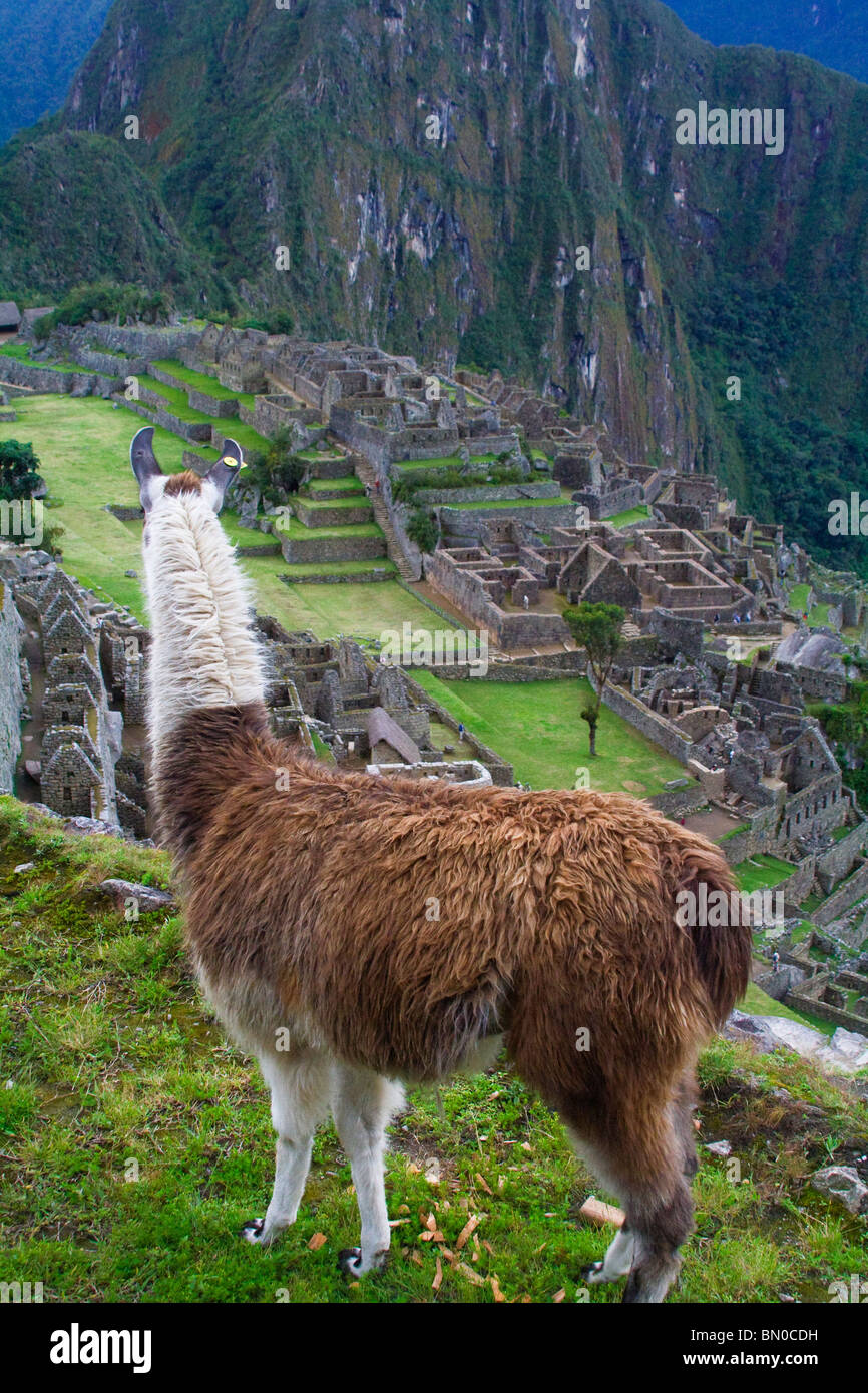 Lama inca trail Banque de photographies et d’images à haute résolution ...