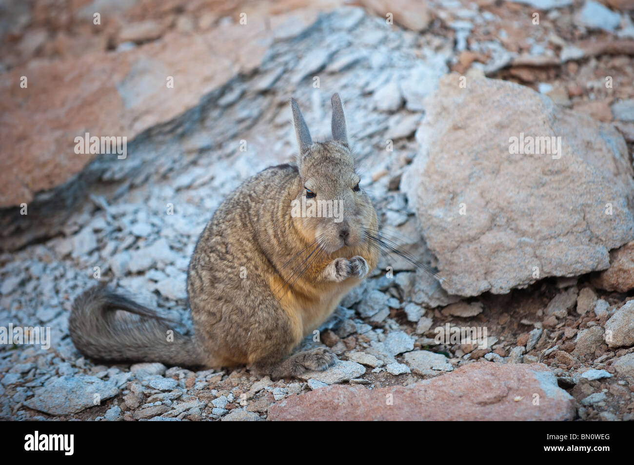 Lagidium de viscacha de montagne Banque de photographies et d’images à ...