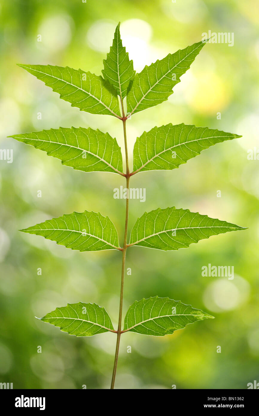 Neem azadirachta indica Banque de photographies et d’images à haute ...