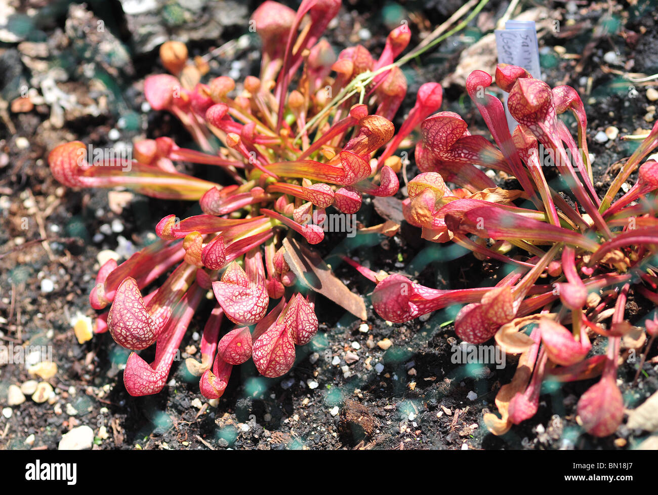 Cap sundew Banque de photographies et d’images à haute résolution - Alamy