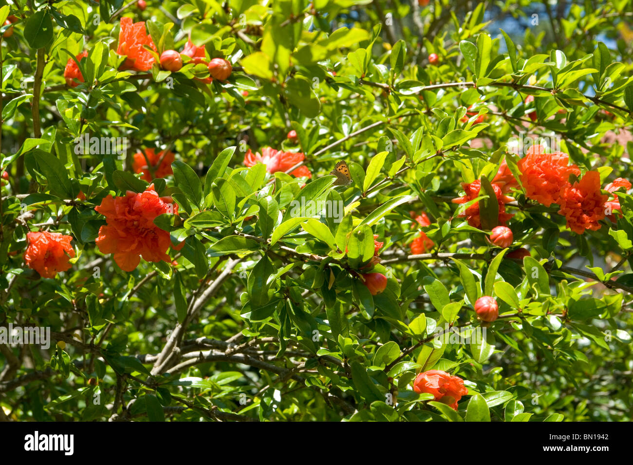 Fleurs d'un grenadier (Punica granatum). Fleurs de grenadier (Punica ...