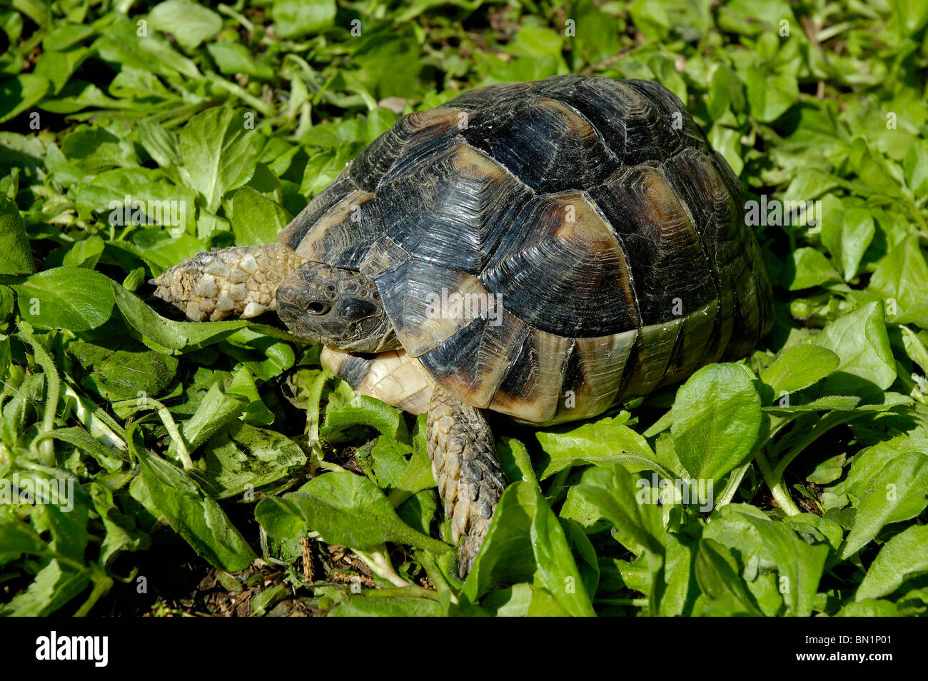 Marginated tortoise testudo marginata Banque de photographies et d ...