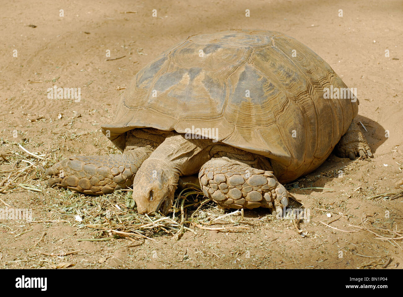 Geochelone geochelone Banque de photographies et d’images à haute ...