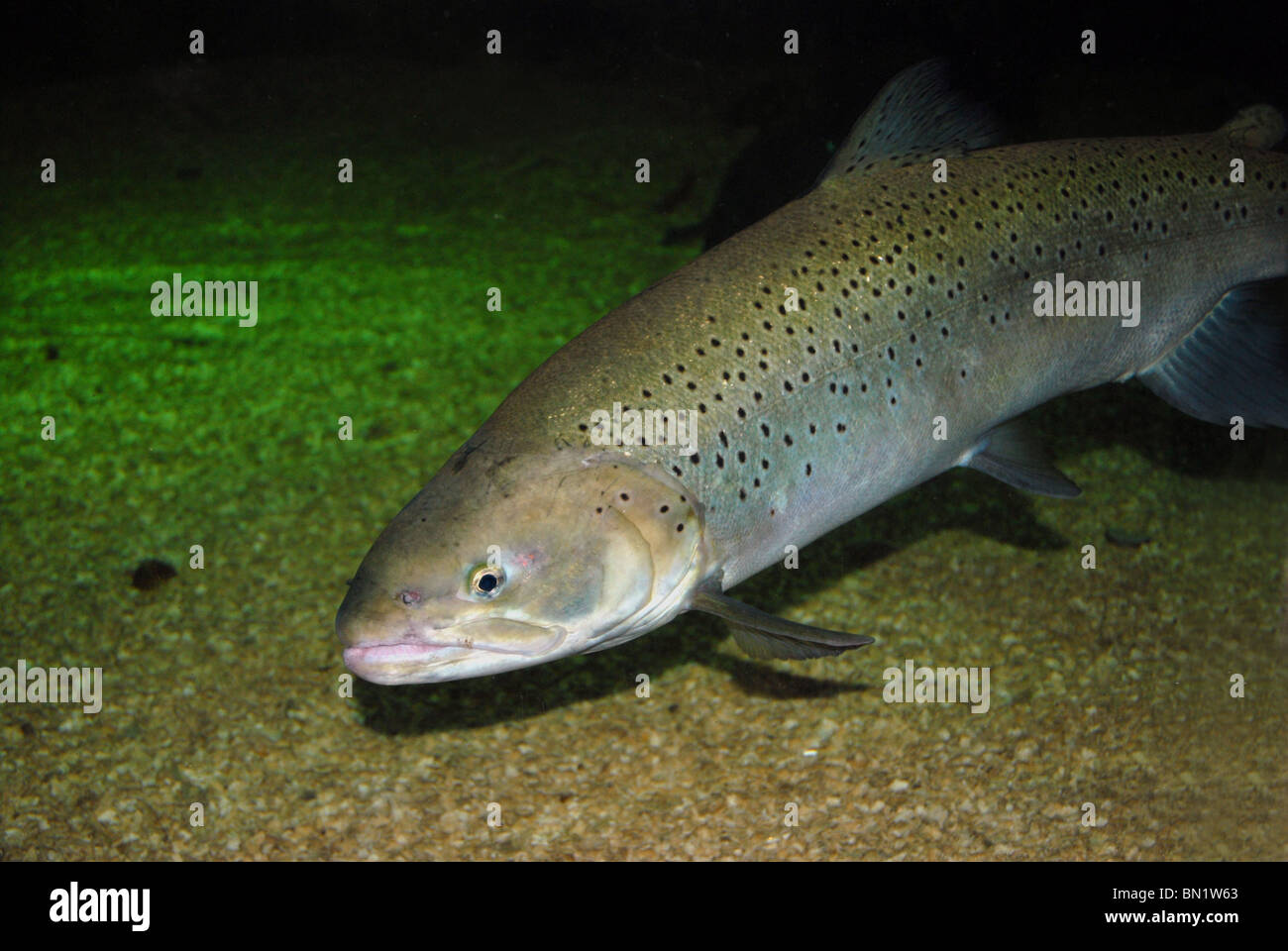 Truite de mer salmo trutta trutta adulte Banque de photographies et d ...