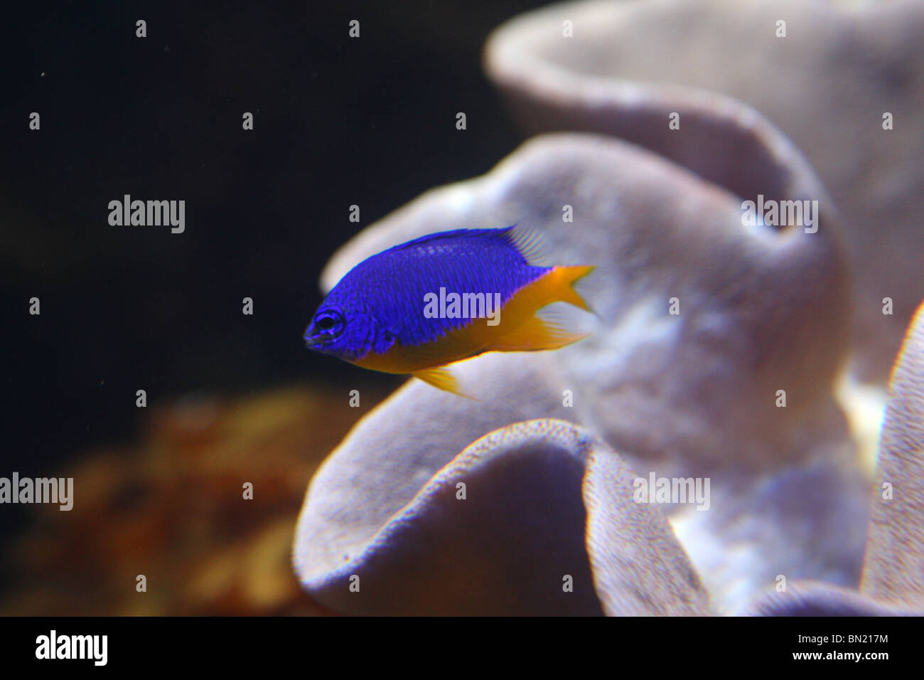 Chrysiptera hemicyanea Banque de photographies et d’images à haute ...