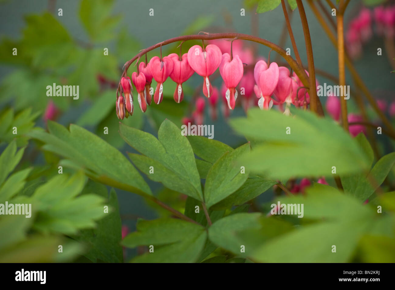 Dicentra spectabilis coeur saignant Banque de photographies et d’images ...