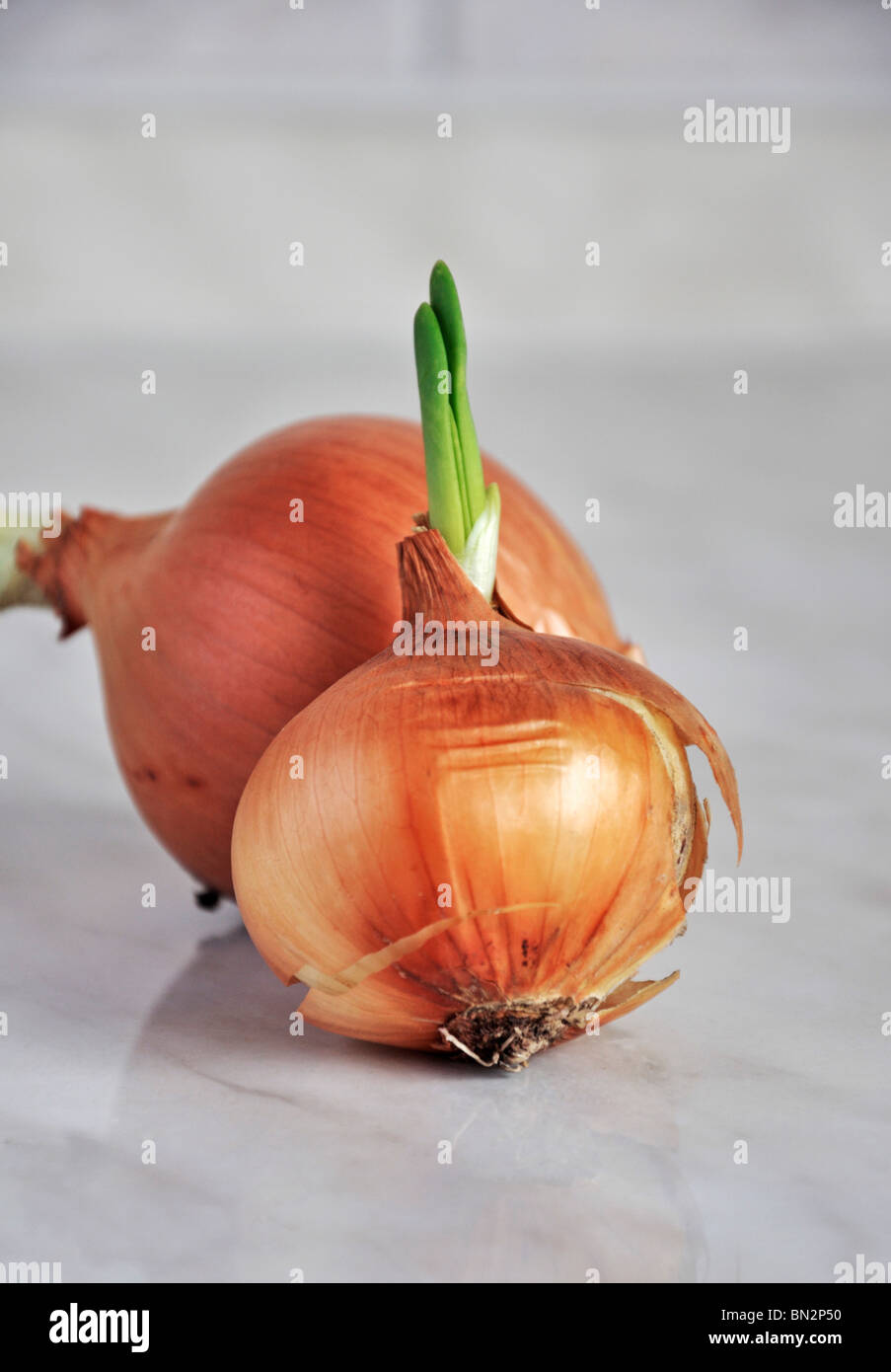 Oignon cru Banque de photographies et d’images à haute résolution - Alamy