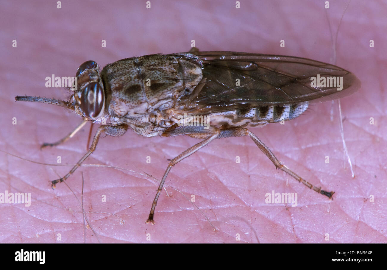 La mouche tsé-tsé de mordre et se nourrissent d'une personne Photo ...