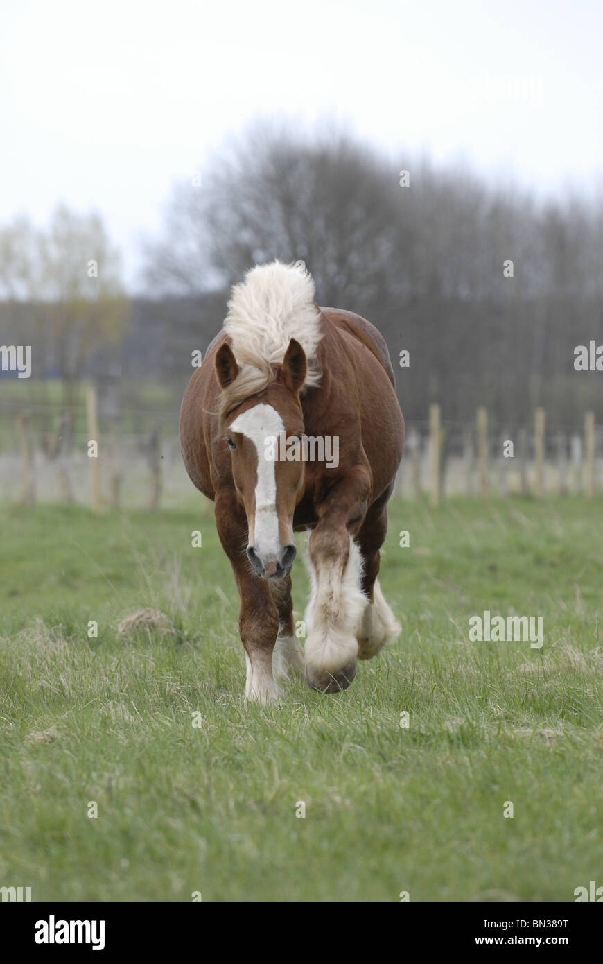 Grand cheval Banque de photographies et d’images à haute résolution - Alamy