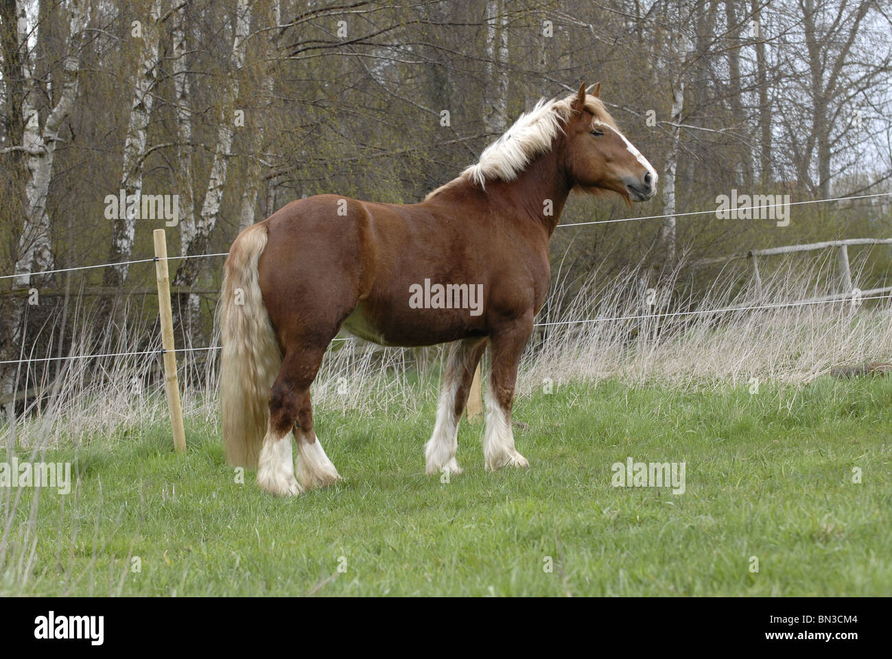 Grand cheval Banque de photographies et d’images à haute résolution - Alamy