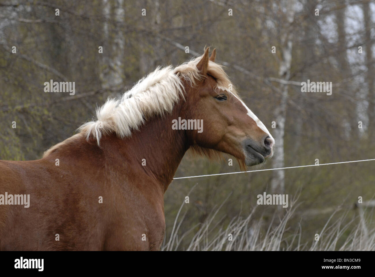 Grand cheval Banque de photographies et d’images à haute résolution - Alamy