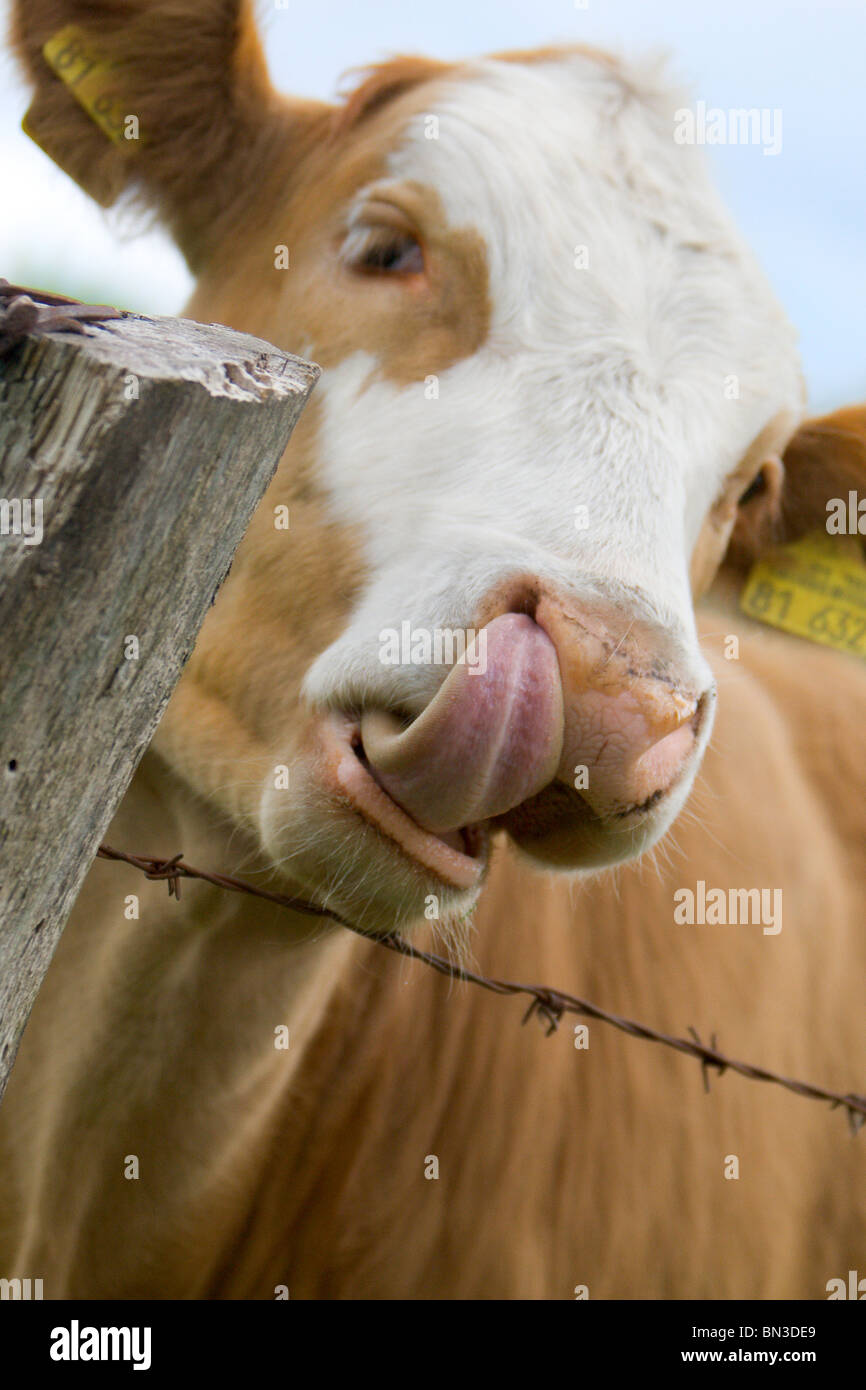 Langue de vache dehors Banque de photographies et d’images à haute ...