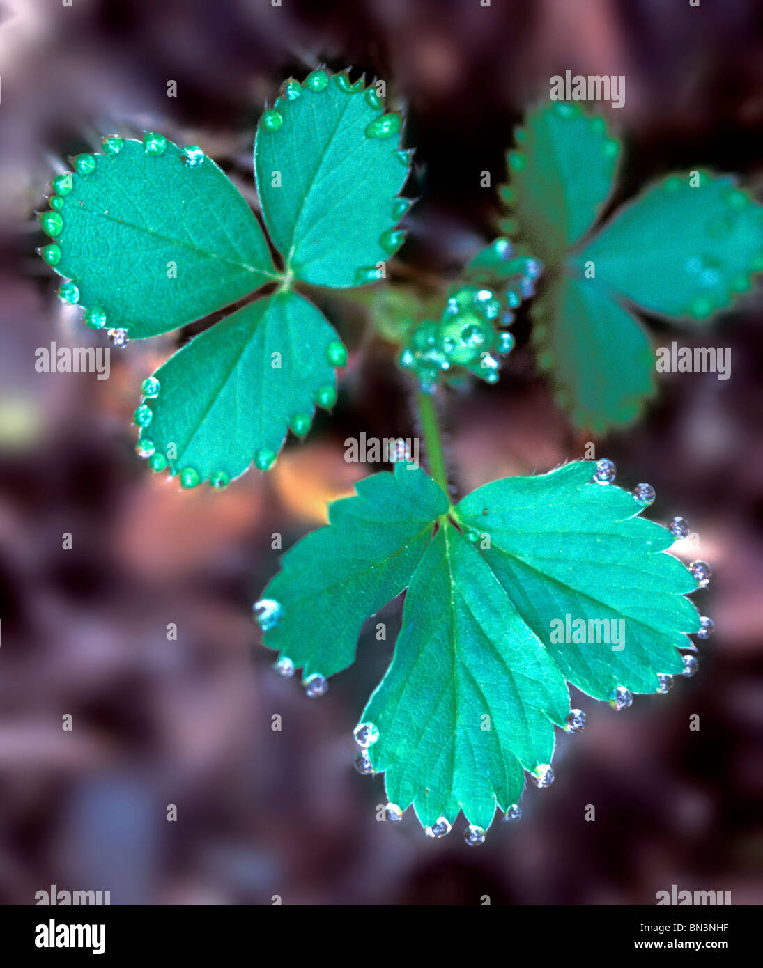 Feuille de fraise guttation Banque de photographies et d’images à haute ...