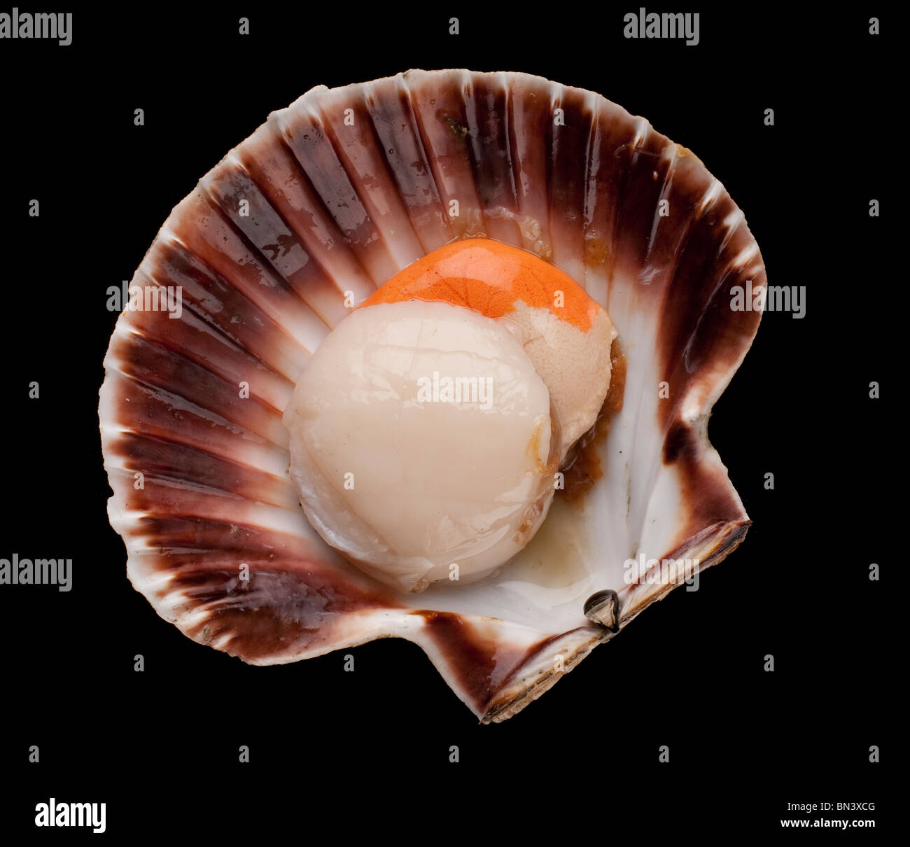 Coquille saint jacques Banque de photographies et d’images à haute ...